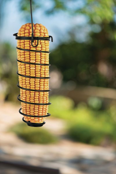 PENNINGTON Critter Cobbler Corn Cob Squirrel Feeder - Chewy.com