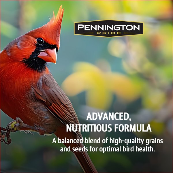 PENNINGTON Pride Red Bird Blend Bird Food, 10-lb bag - Chewy.com