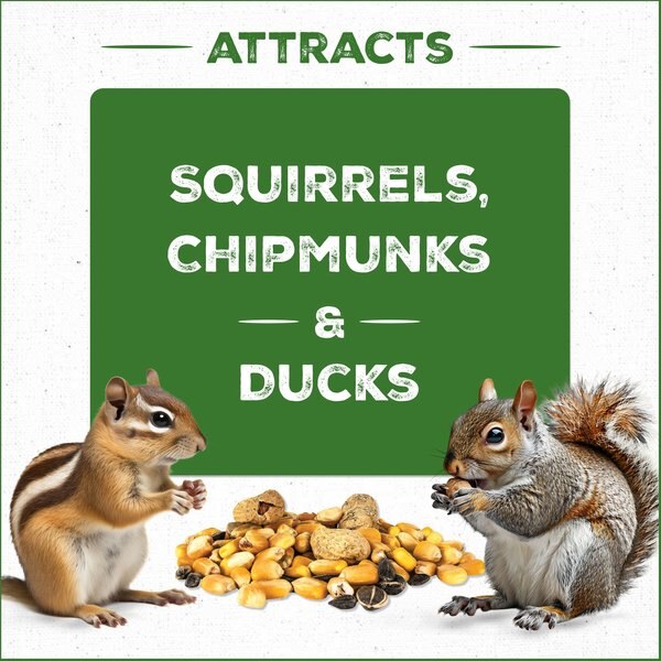 PENNINGTON Pride Squirrel & Critter Bird Food Blend, 10-lb bag - Chewy.com