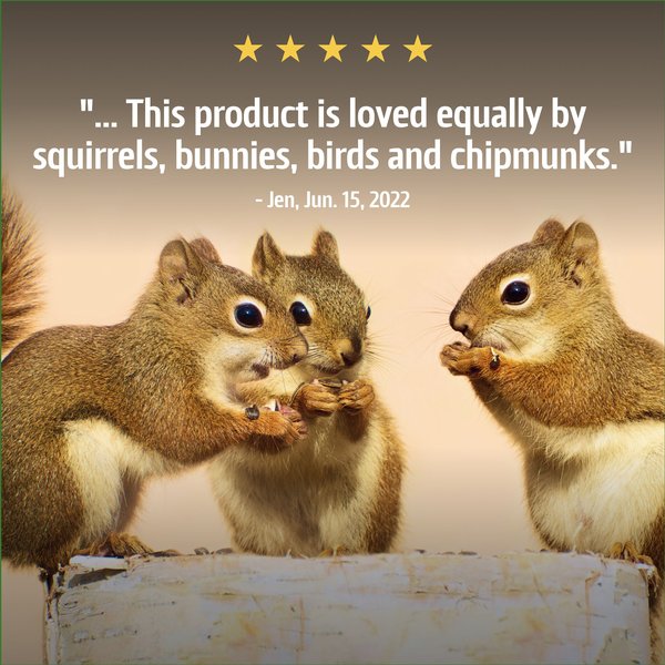 PENNINGTON Pride Squirrel & Critter Bird Food Blend, 10-lb bag - Chewy.com