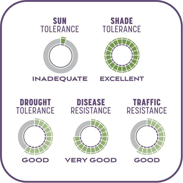 PENNINGTON Smart Patch Dense Shade Mix Dog Lawn-Treatment & Grass Saver ...