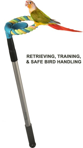 PERCHPAL Bird Training Perch - Chewy.com