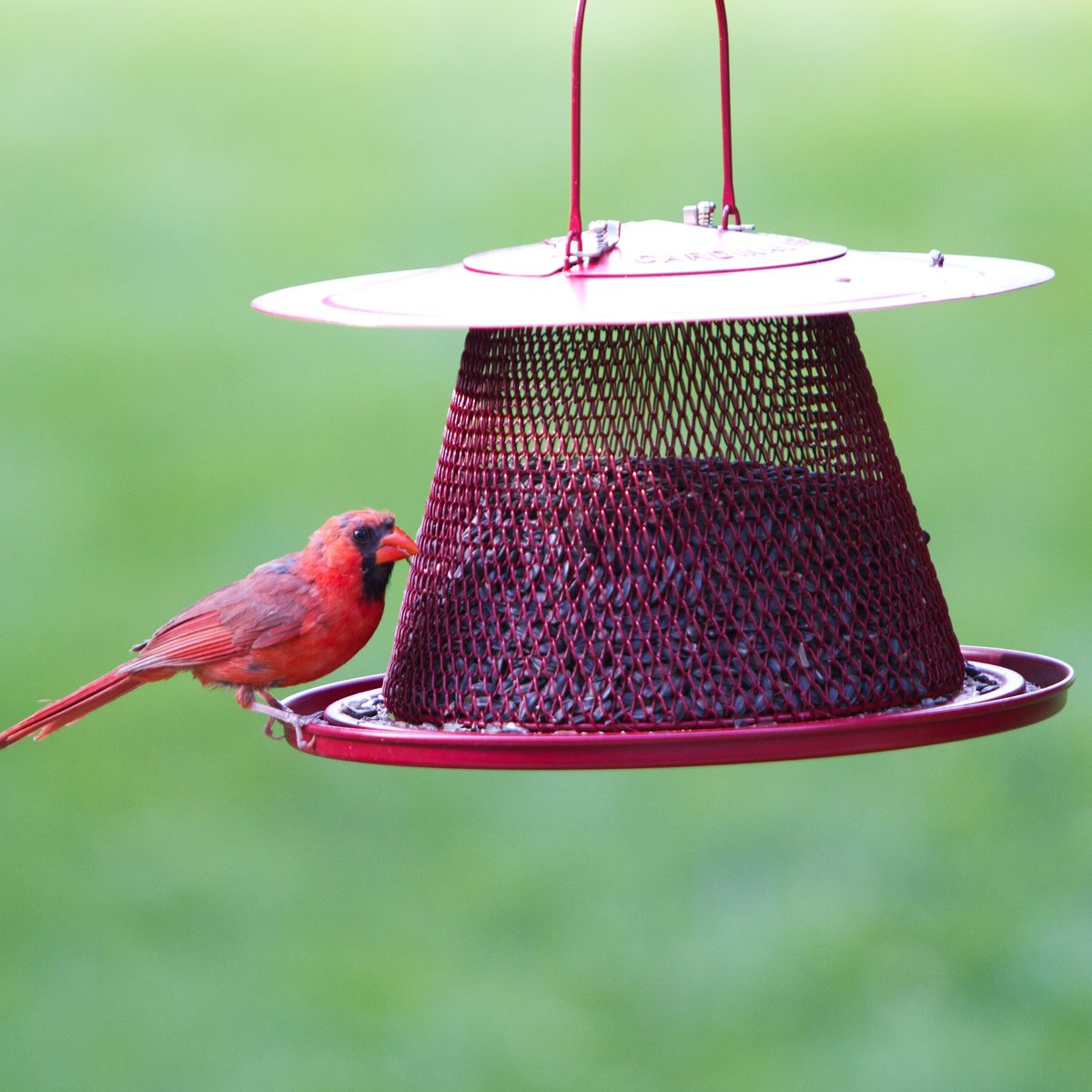 PERKY-PET Cardinal Wild Bird Feeder, Red - Chewy.com