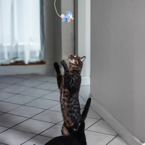 PET FIT FOR LIFE Catnip Pillow Tails & Hanging Cat Toy, 3 count - Chewy.com