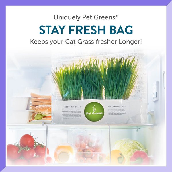 PET GREENS Live Grass Cat Treat, 3 count - Chewy.com