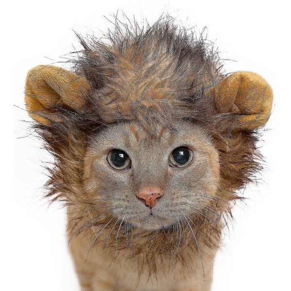 Out of Stock - PET KREWE Lion Mane Cat & Small Dog Costume - Chewy.com