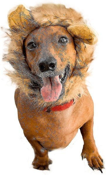 Out of Stock - PET KREWE Lion Mane Cat & Small Dog Costume - Chewy.com