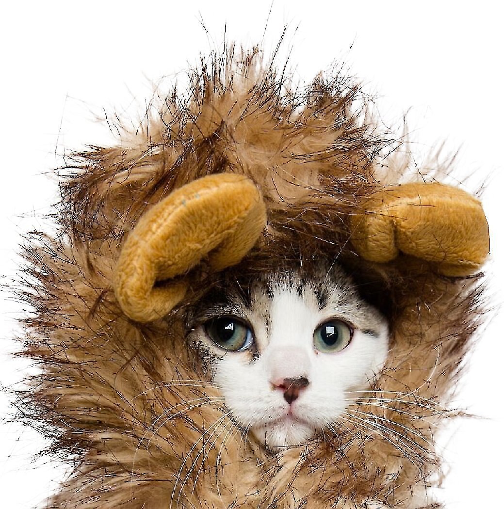 Out of Stock - PET KREWE Lion Mane Cat & Small Dog Costume - Chewy.com
