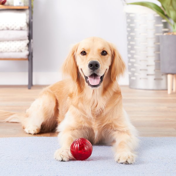 PET QWERKS Blinky Babble Ball Dog Toy, Large - Chewy.com