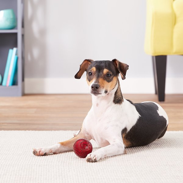 PET QWERKS Blinky Babble Ball Dog Toy, Small - Chewy.com