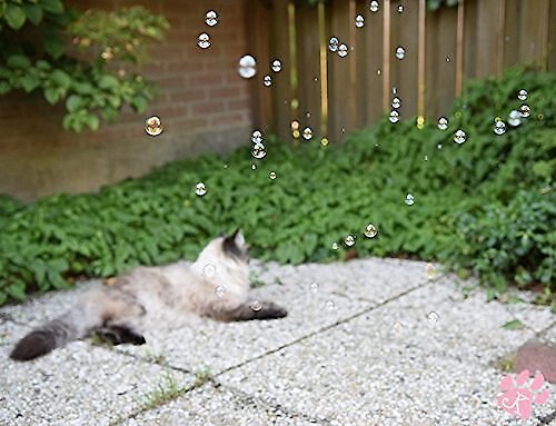 Temporarily Unavailable - PET QWERKS Incredibubbles for Cats, Catnip ...