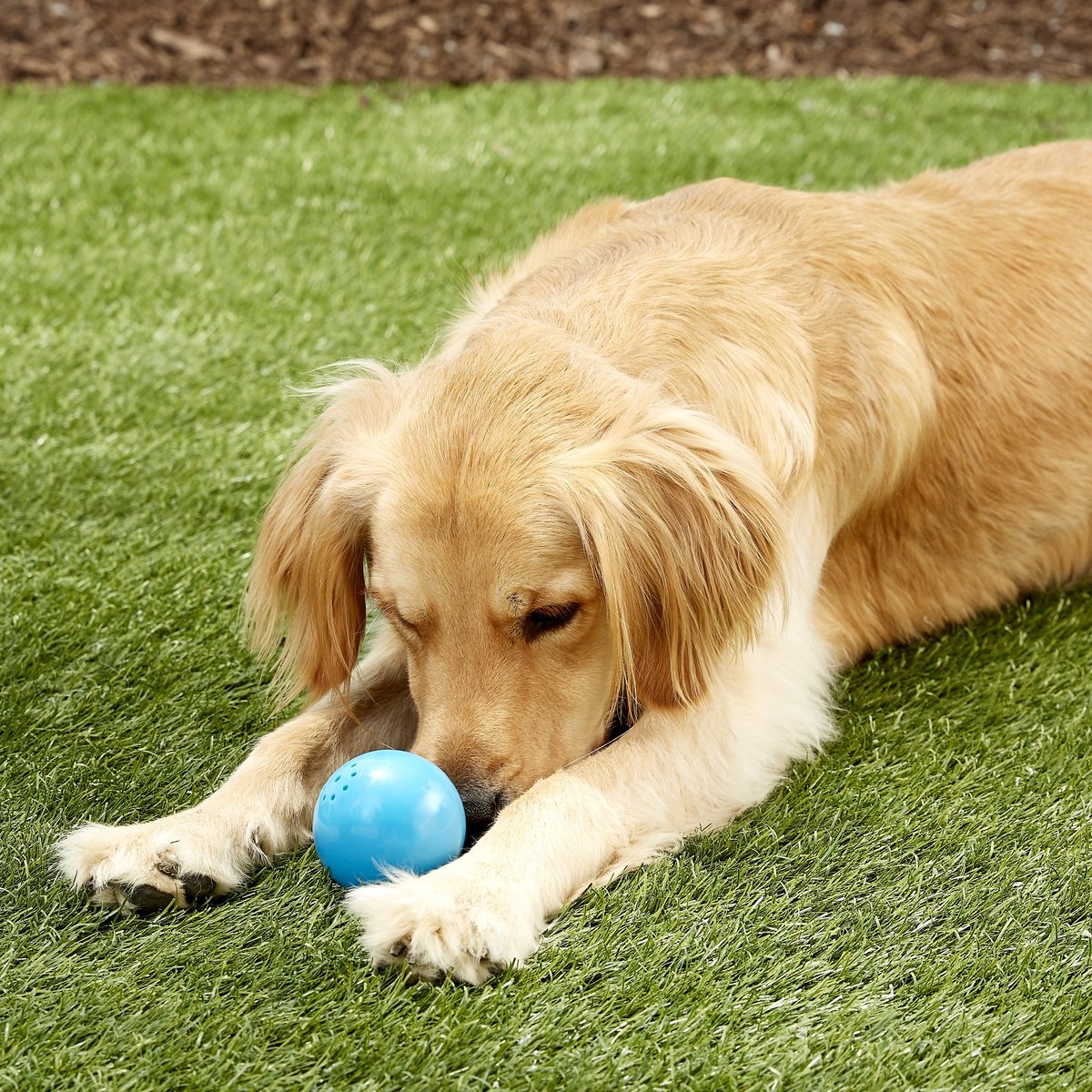 Out of Stock - PET QWERKS Talking Babble Ball Dog Toy, Medium - Chewy.com