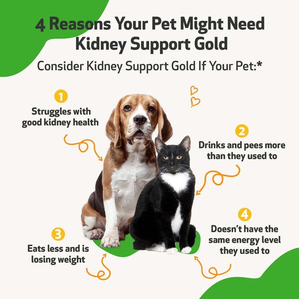 PET WELLBEING Kidney Support GOLD Bacon Flavored Liquid Kidney ...
