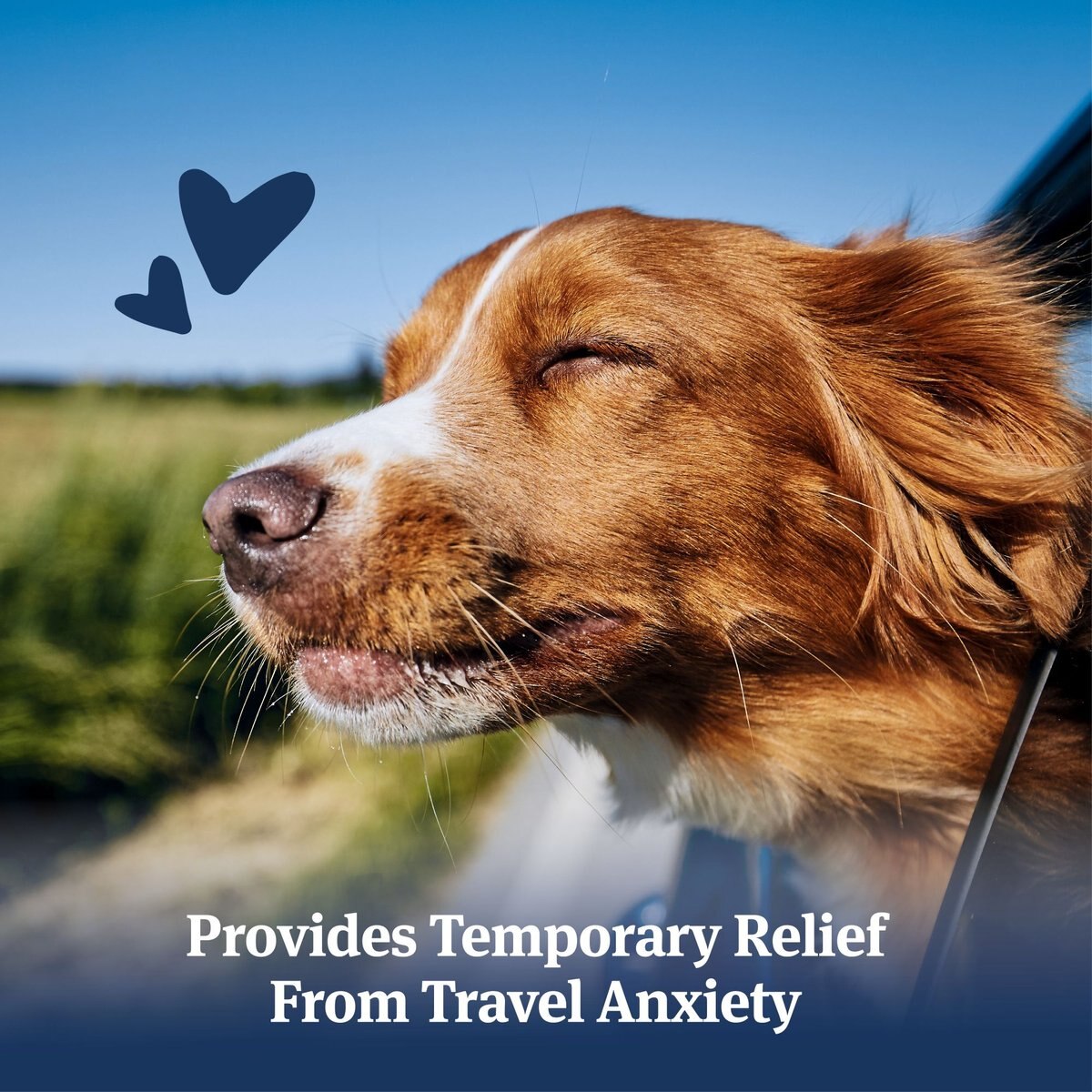 PETARMOR Antihistamine Medication for Allergies for Dogs, 100 count ...