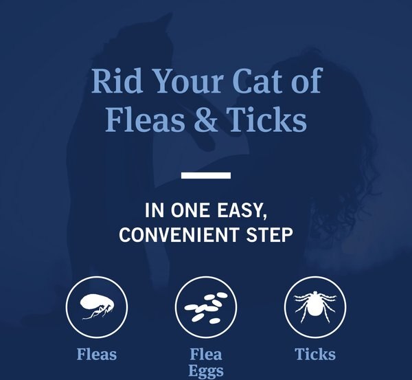 PETARMOR Plus Flea & Tick Shampoo for Cats, 12-fl oz bottle - Chewy.com