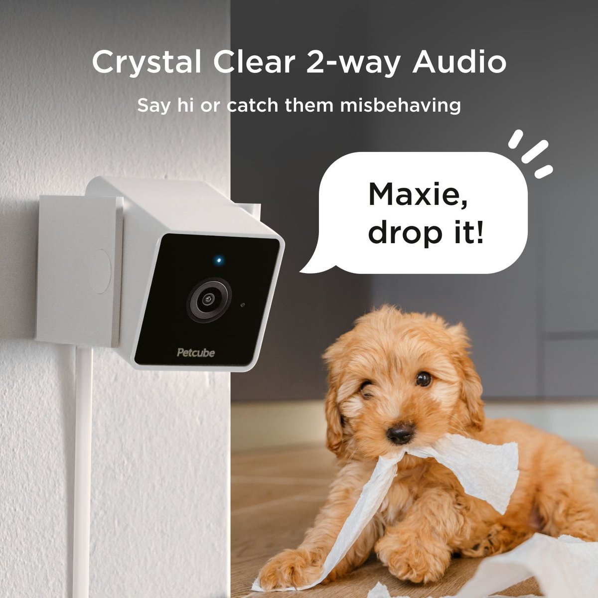 PETCUBE Cam HD Monitoring with Vet Chat Pet Camera - Chewy.com