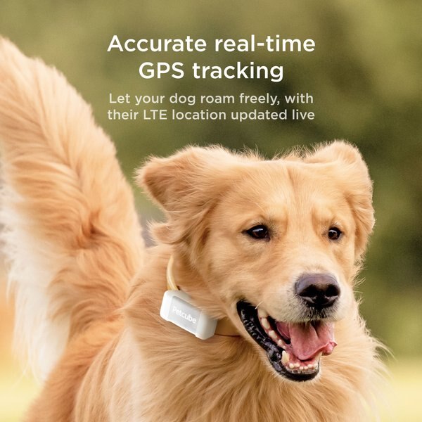 PETCUBE Dog GPS Tracker & Activity Monitor - Chewy.com