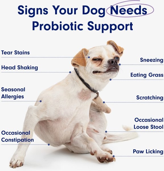 PETLAB CO. Probiotic Salmon Flavored Soft Chew Digestive Supplement for ...