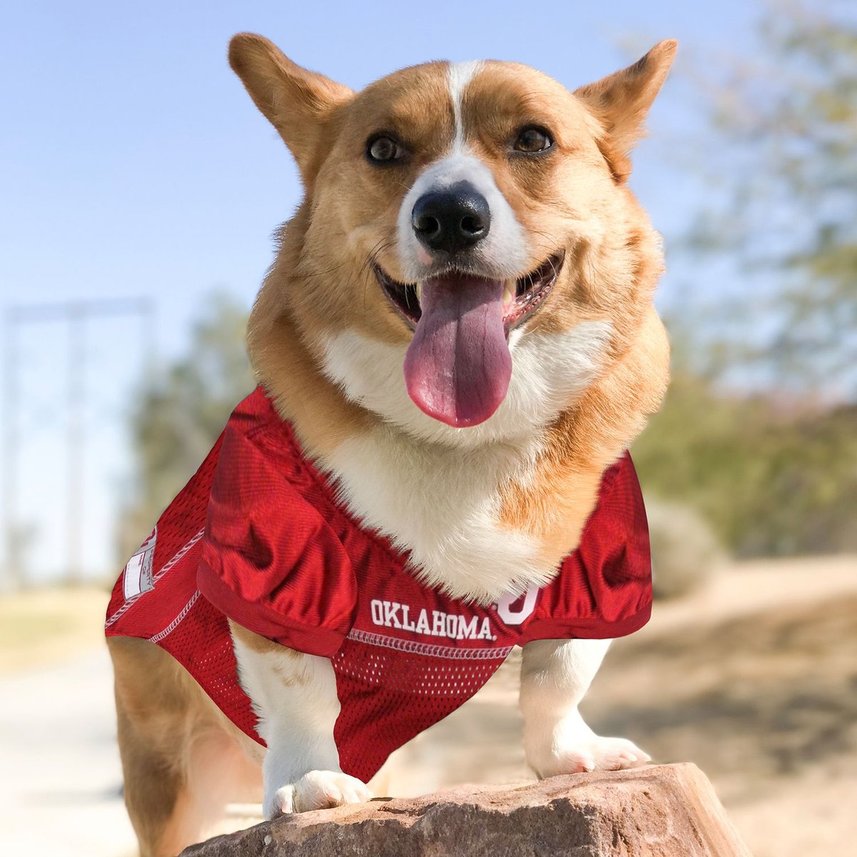 PETS FIRST NCAA Dog & Cat Mesh Jersey, Oklahoma Sooners, Large - Chewy.com