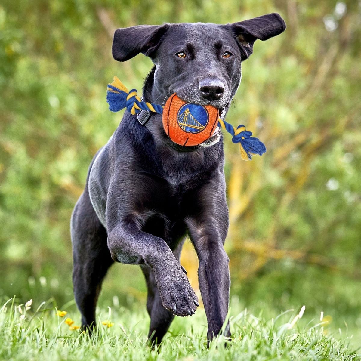 PETS FIRST NBA Basketball Tough Squeaky Plush Dog Chew Toy, Golden ...