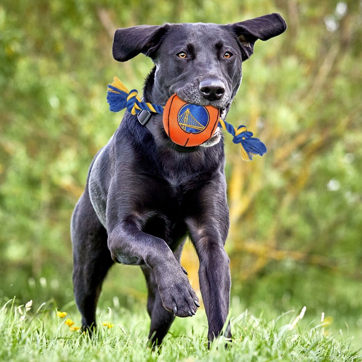PETS FIRST Nylon Basketball Tough Squeaky Plush Dog Chew Toy, Golden ...