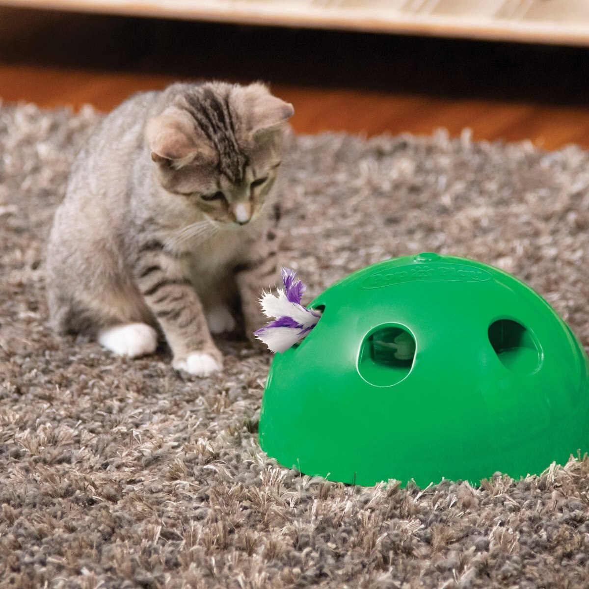 PETS KNOW BEST Pop N Play Interactive Cat Motion Toy, Green - Chewy.com
