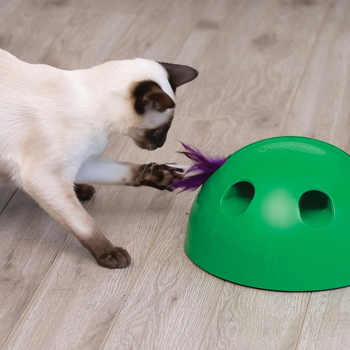 PETS KNOW BEST Pop N Play Interactive Cat Motion Toy, Green - Chewy.com