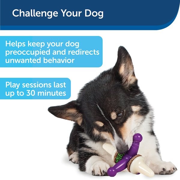 PETSAFE Busy Buddy Jack Treat Dispenser Tough Dog Chew Toy, Large ...