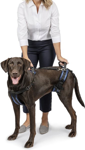 PETSAFE CareLift Handicapped Support Dog Harness, Large - Chewy.com