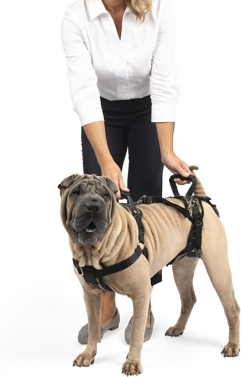 PETSAFE CareLift Handicapped Support Dog Harness, Medium - Chewy.com