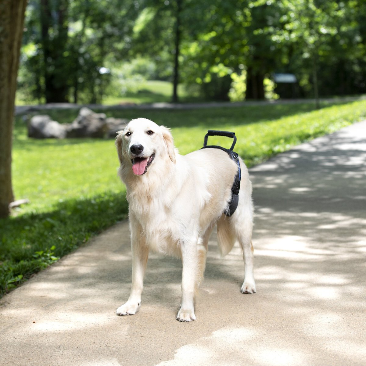 PETSAFE CareLift Rear Handicapped Support Dog Harness, Large - Chewy.com