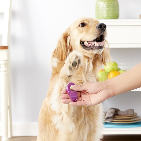 PETSAFE Clik-R Dog Training Tool - Chewy.com