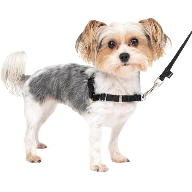 SMALL BREED DOG HARNESSES (Free Shipping) | Chewy