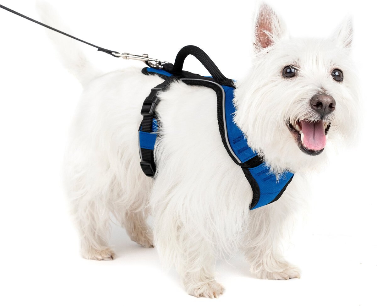 PETSAFE EasySport Nylon Reflective Back Clip Dog Harness, Blue, Small ...