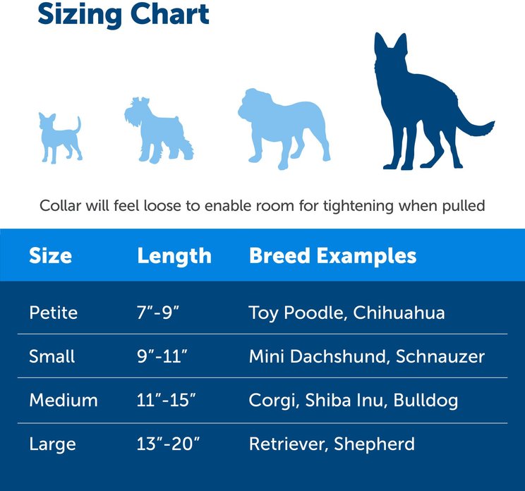 Martingale Dog Collars - Free shipping | Chewy