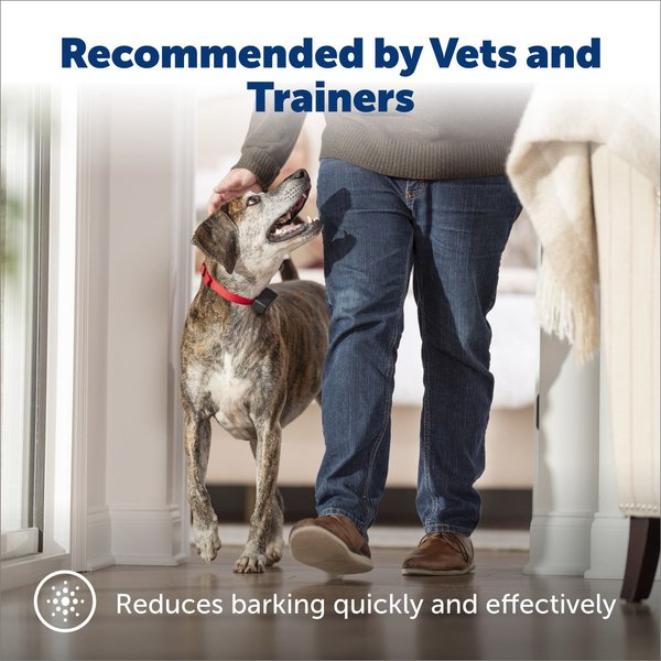 PetSafe Static Basic Bark Control Collar (Free Shipping) | Chewy