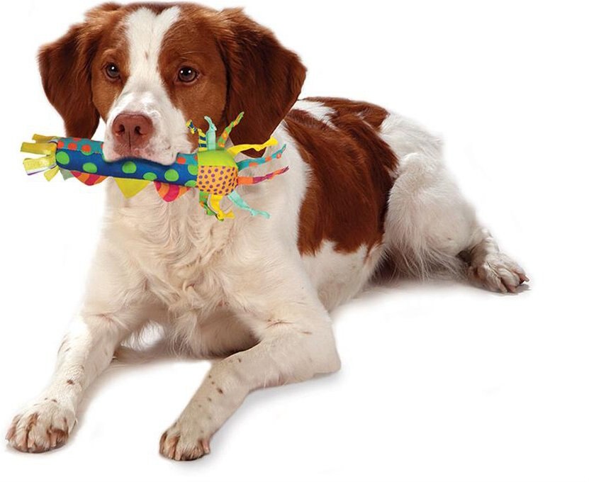 Petstages Cool Teething Stick Tough Dog Chew Toy (Free Shipping) | Chewy