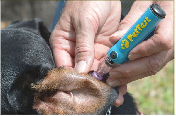 PETTEST Genteel Painless Dog & Cat Lancing Device - Chewy.com