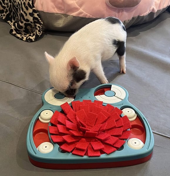 PIGGY POO AND CREW Hide & Slide Snuffle Mat Farm Animal Treat Game ...