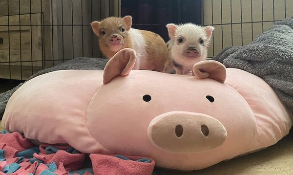 PIGGY POO AND CREW Pig Pillow - Chewy.com