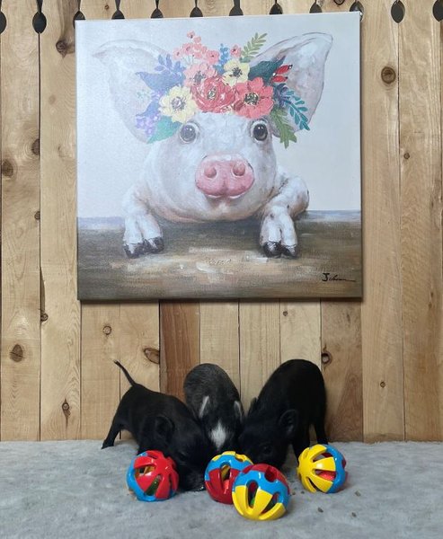 PIGGY POO AND CREW Rattle Balls Farm Toy, Medium, 4 Count - Chewy.com