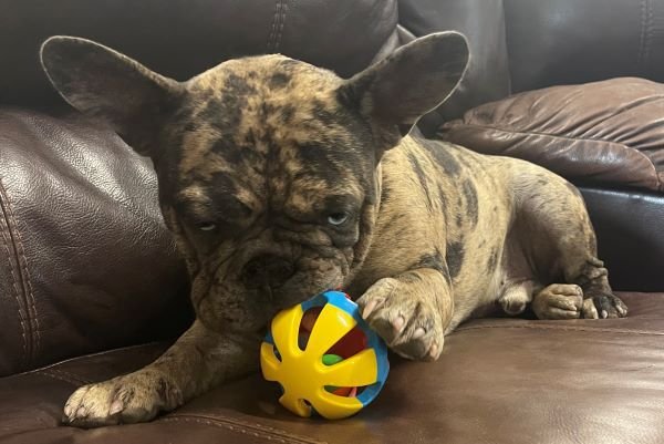 PIGGY POO AND CREW Rattle Balls Farm Toy, Medium, 4 Count - Chewy.com