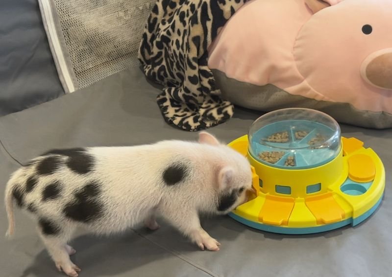 PIGGY POO AND CREW Treat Popper Puzzle Game, Blue & Yellow - Chewy.com