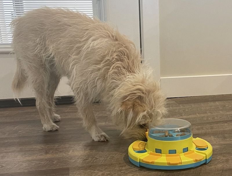 PIGGY POO AND CREW Treat Popper Puzzle Game, Blue & Yellow - Chewy.com