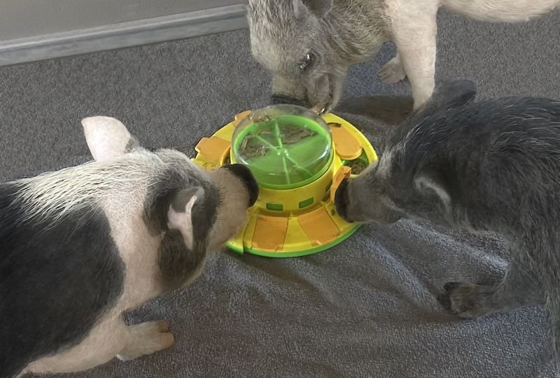 PIGGY POO AND CREW Treat Popper Puzzle Game, Green & Yellow - Chewy.com