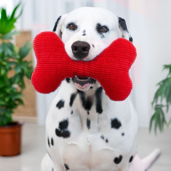 PLAYOLOGY Beef Scented Squeaky Bone Plush Dog Toy, Jumbo - Chewy.com