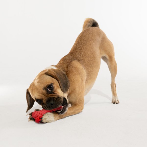 PLAYOLOGY Beef Scented Young & Active Teething Bone Dog Toy, Jumbo ...