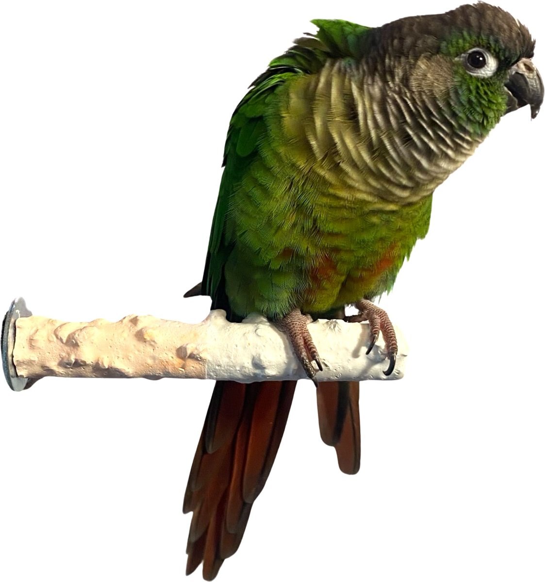 POLLY'S PET PRODUCTS Banana Split Cuttlebone & Calcium Bird Perch ...