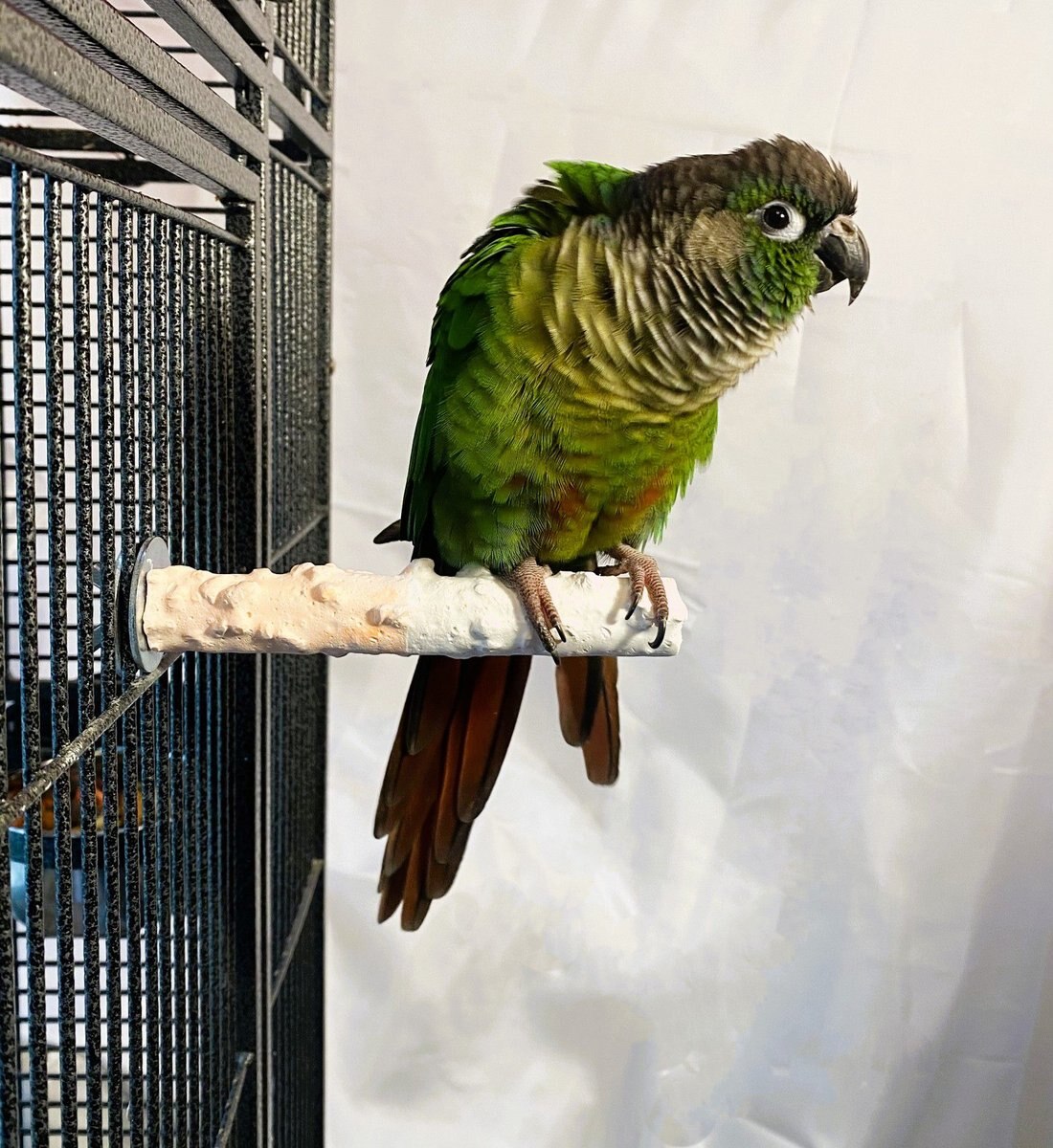 POLLY'S PET PRODUCTS Banana Split Cuttlebone & Calcium Bird Perch ...