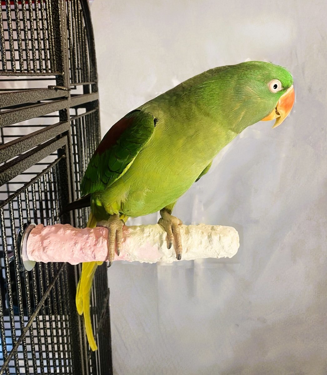 POLLY'S PET PRODUCTS Banana Split Cuttlebone & Calcium Bird Perch, Pink ...